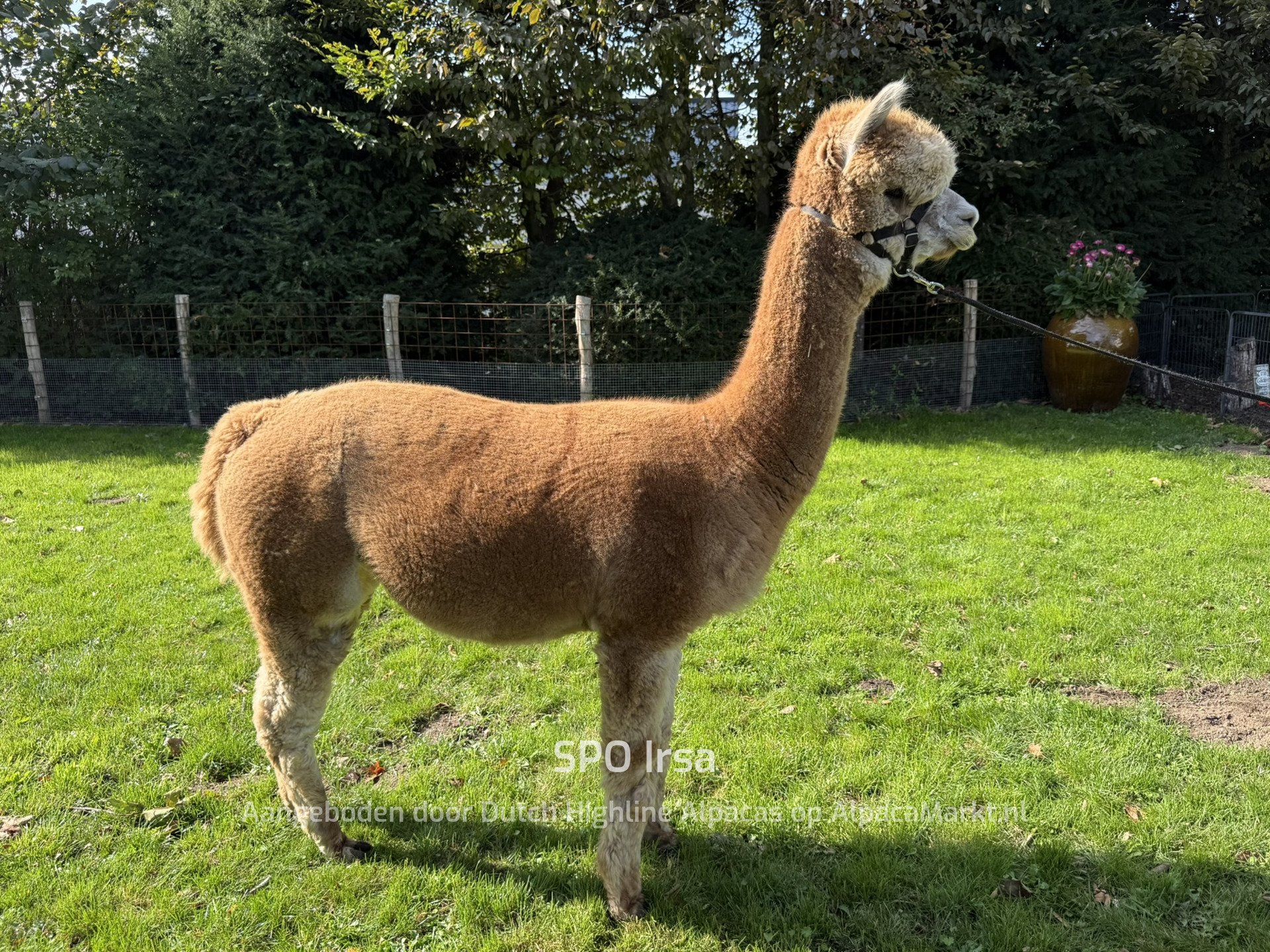 SPO Irsa wordt aangeboden door Dutch Highline Alpacas op AlpacaMarkt.nl