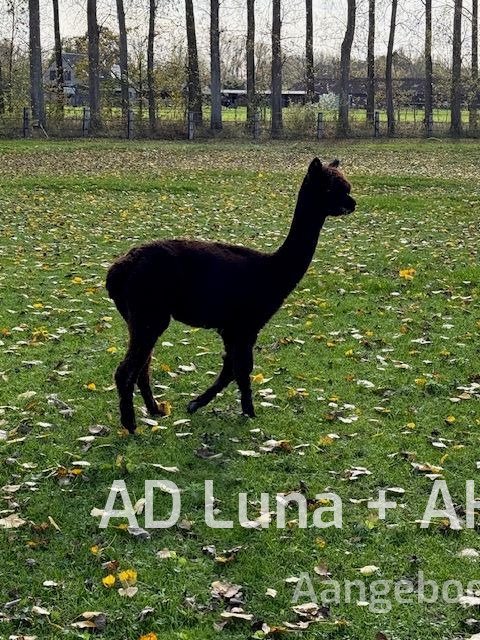 AD Luna + AHOF Rubia wordt aangeboden door Alpaca Hofstade op ...